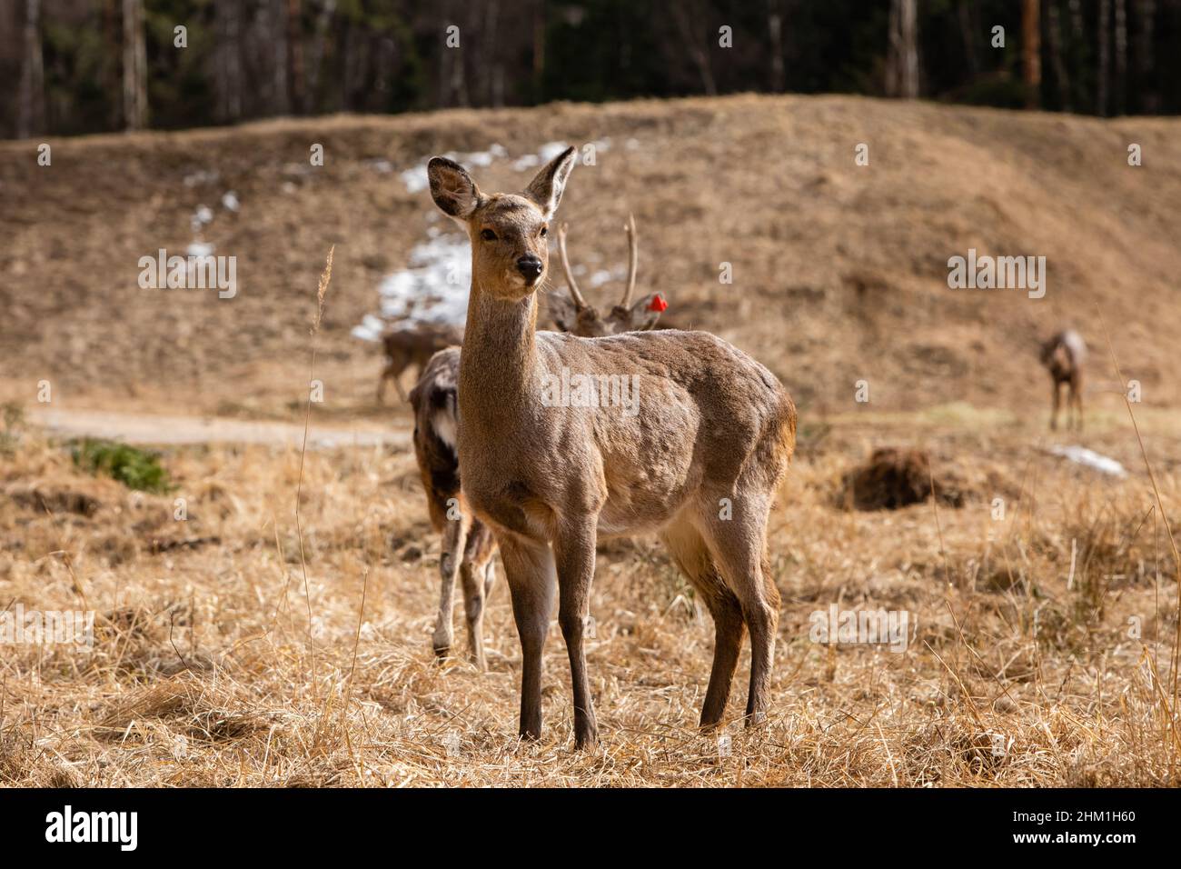 A herd of red deer in reserve park in Russia. Protected wildlife ...
