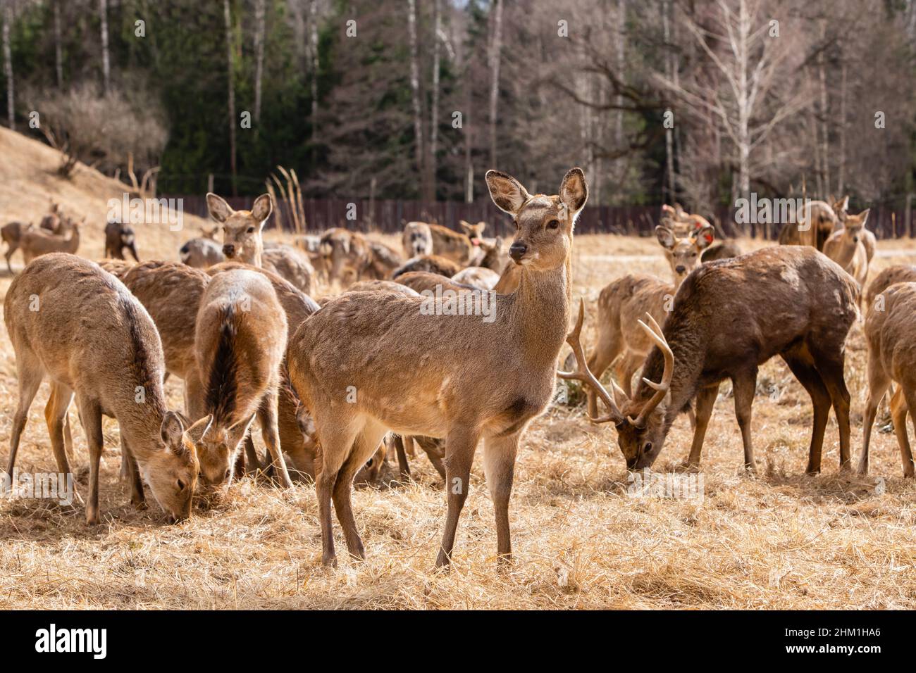 A herd of red deer in reserve park in Russia. Protected wildlife ...