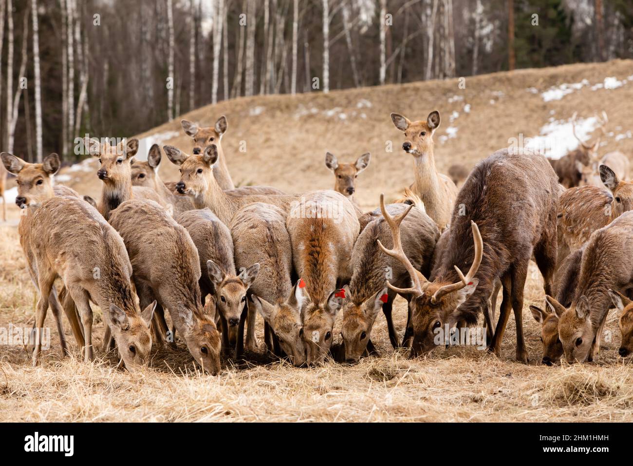 A herd of red deer in reserve park in Russia. Protected wildlife ...