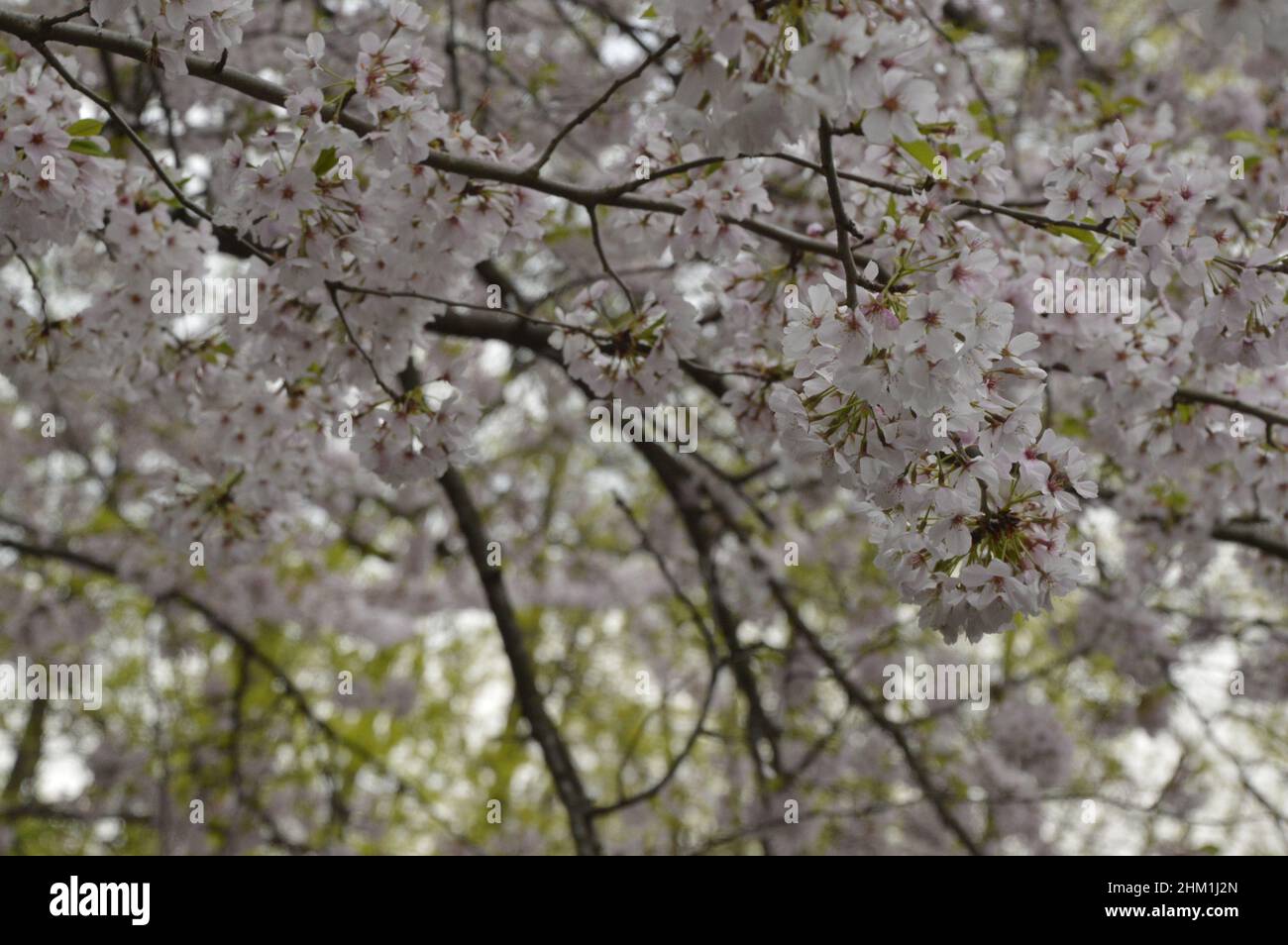 Gorgeous blossom hi-res stock photography and images - Alamy