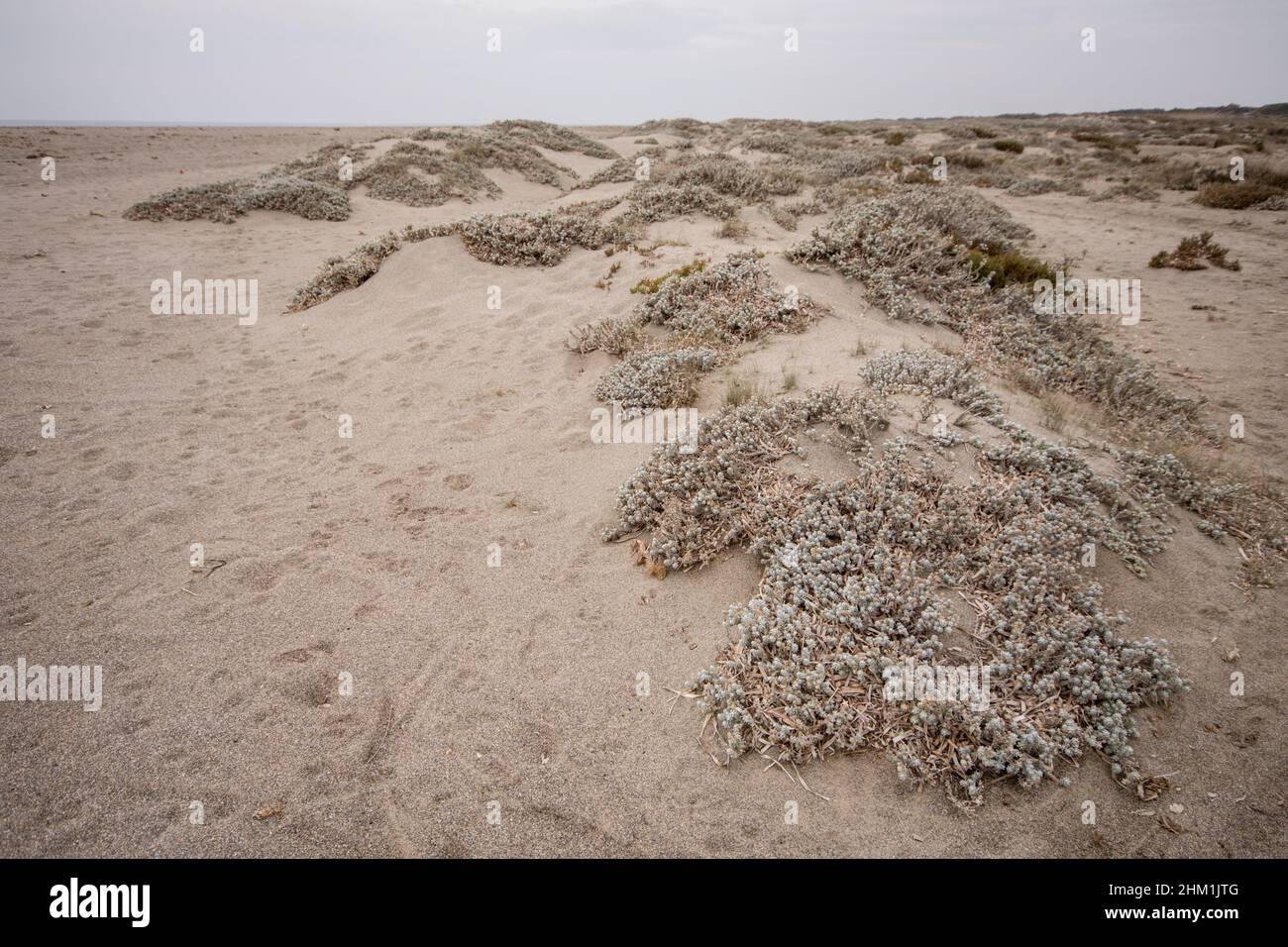 Sand dunes with vegetation at Punta Entinas-Sabinar, nature reserve ...