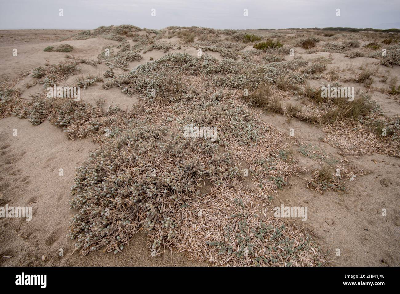 Sand dunes with vegetation at Punta Entinas-Sabinar, nature reserve ...