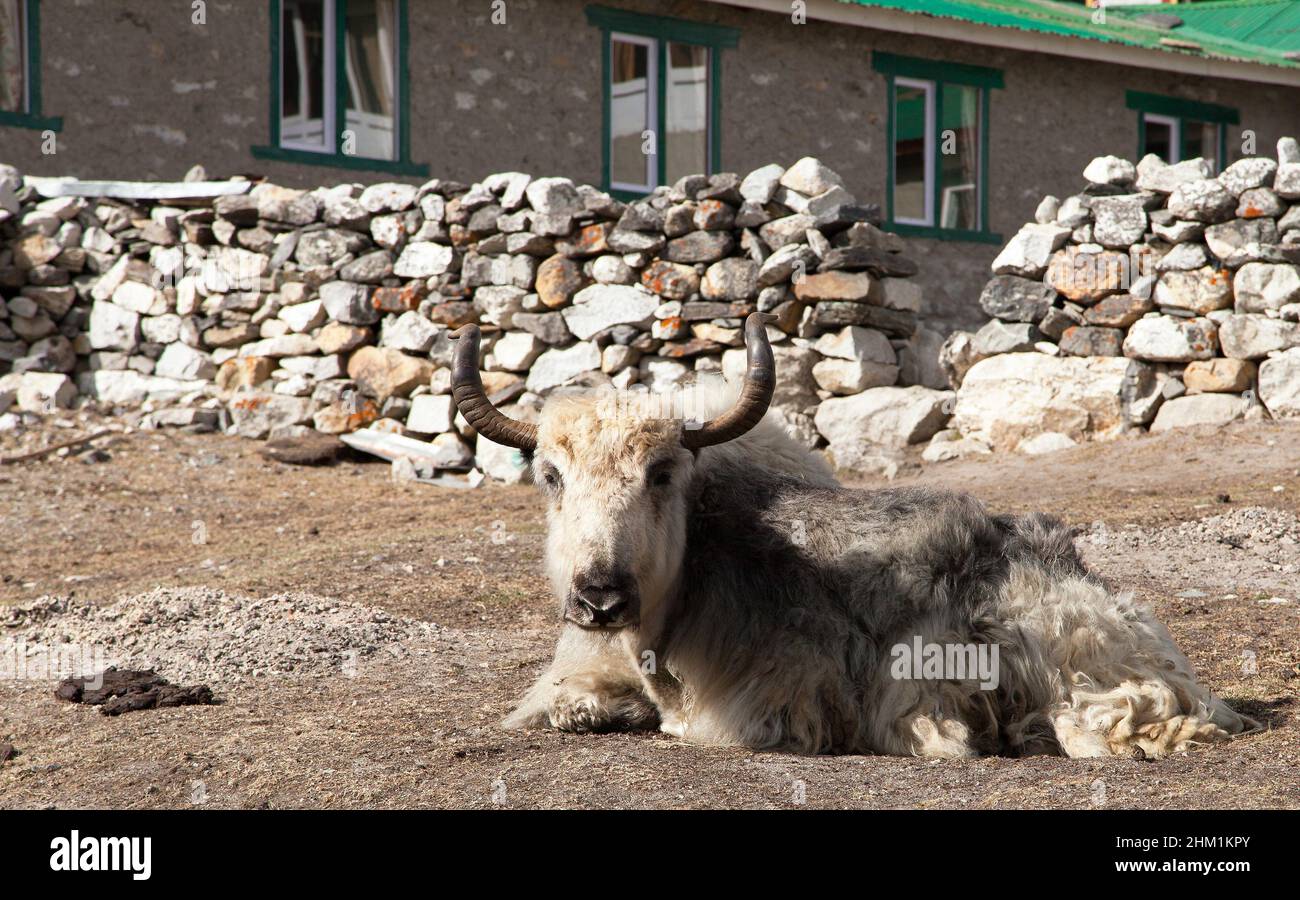 White and grey yak which is lying outside of lodge in nepalese ...