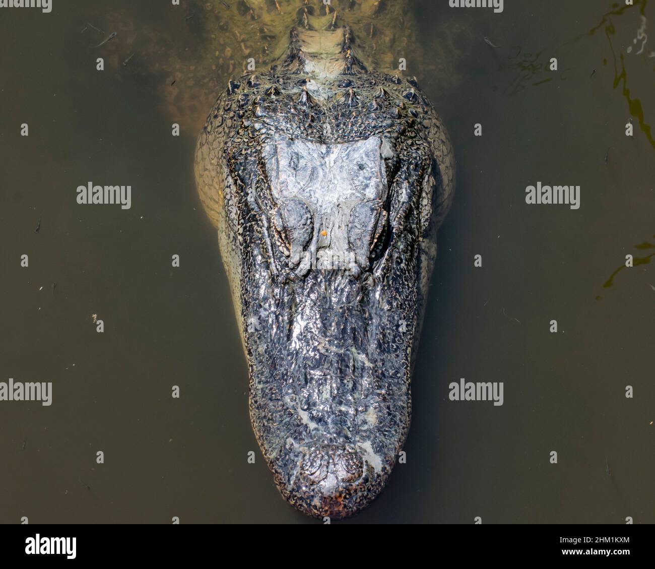 American Alligator Head sitting above the water in a swamp Stock Photo ...