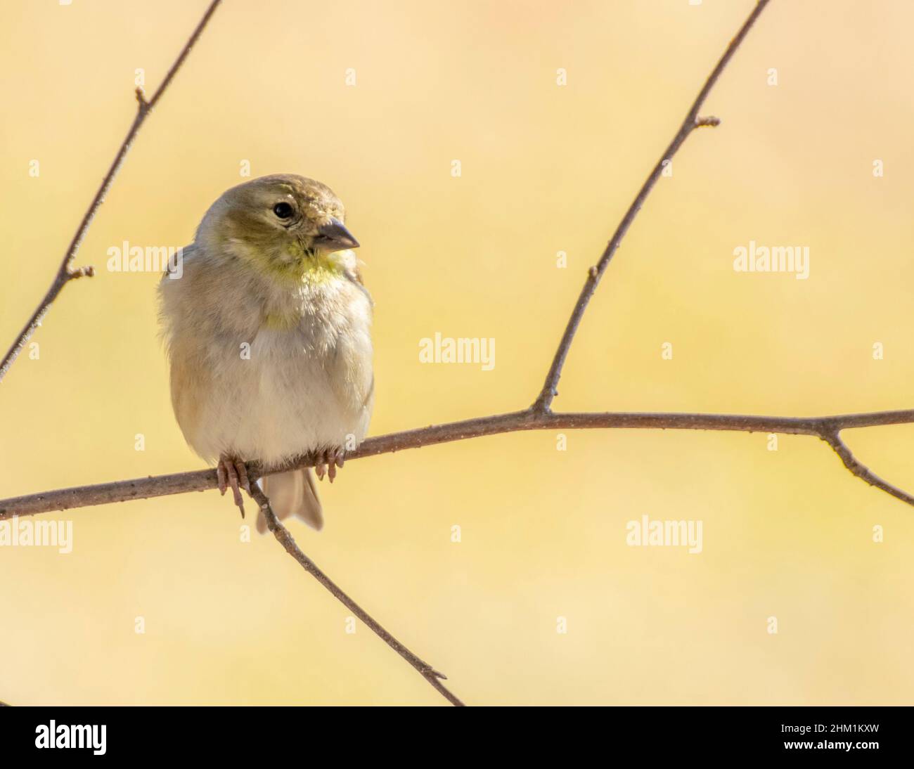 Gold Finch Perched on a tree branch looking right Stock Photo - Alamy
