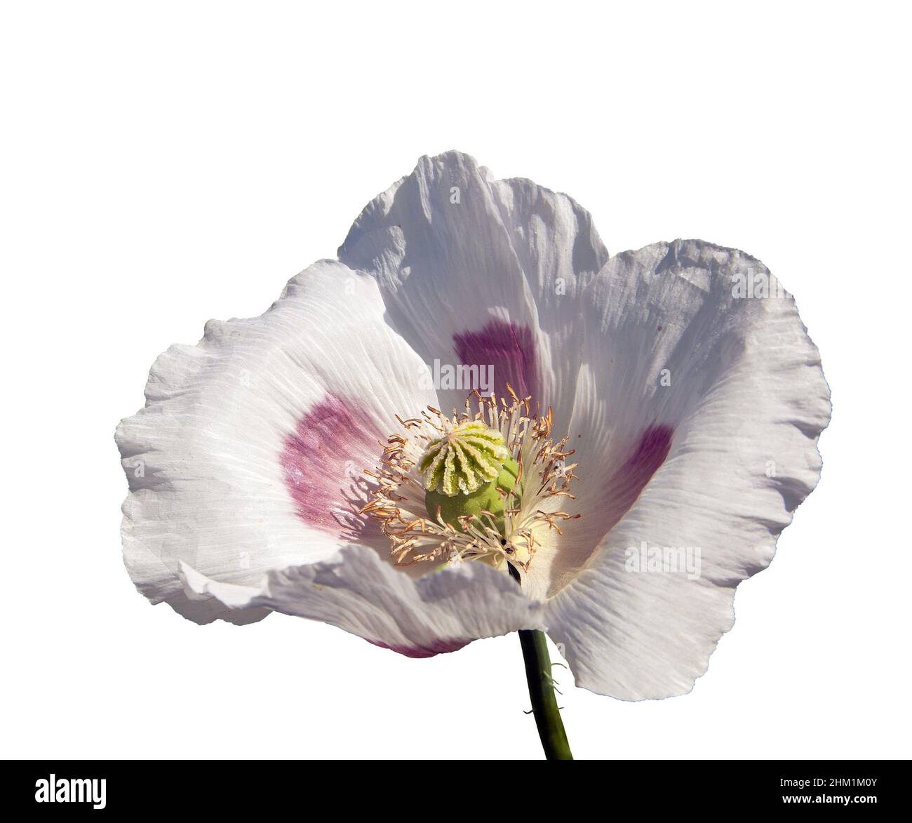 Opium poppy papaver somniferum capsule Cut Out Stock Images & Pictures ...