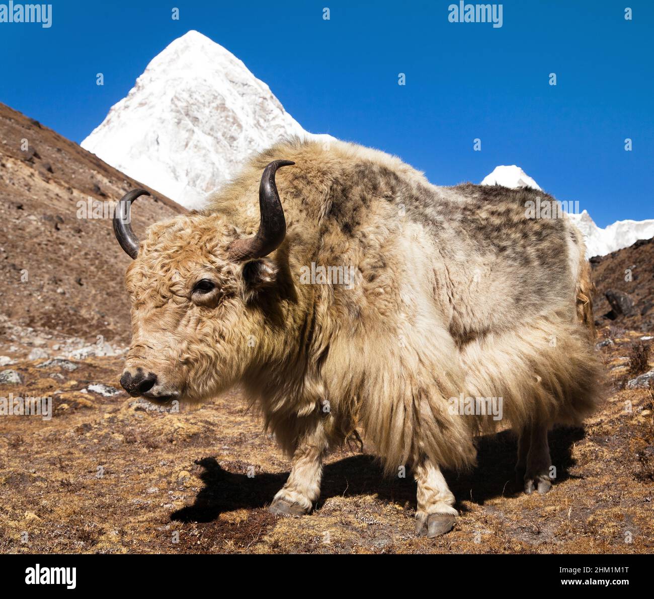 Nepal yak tibet hi-res stock photography and images - Alamy