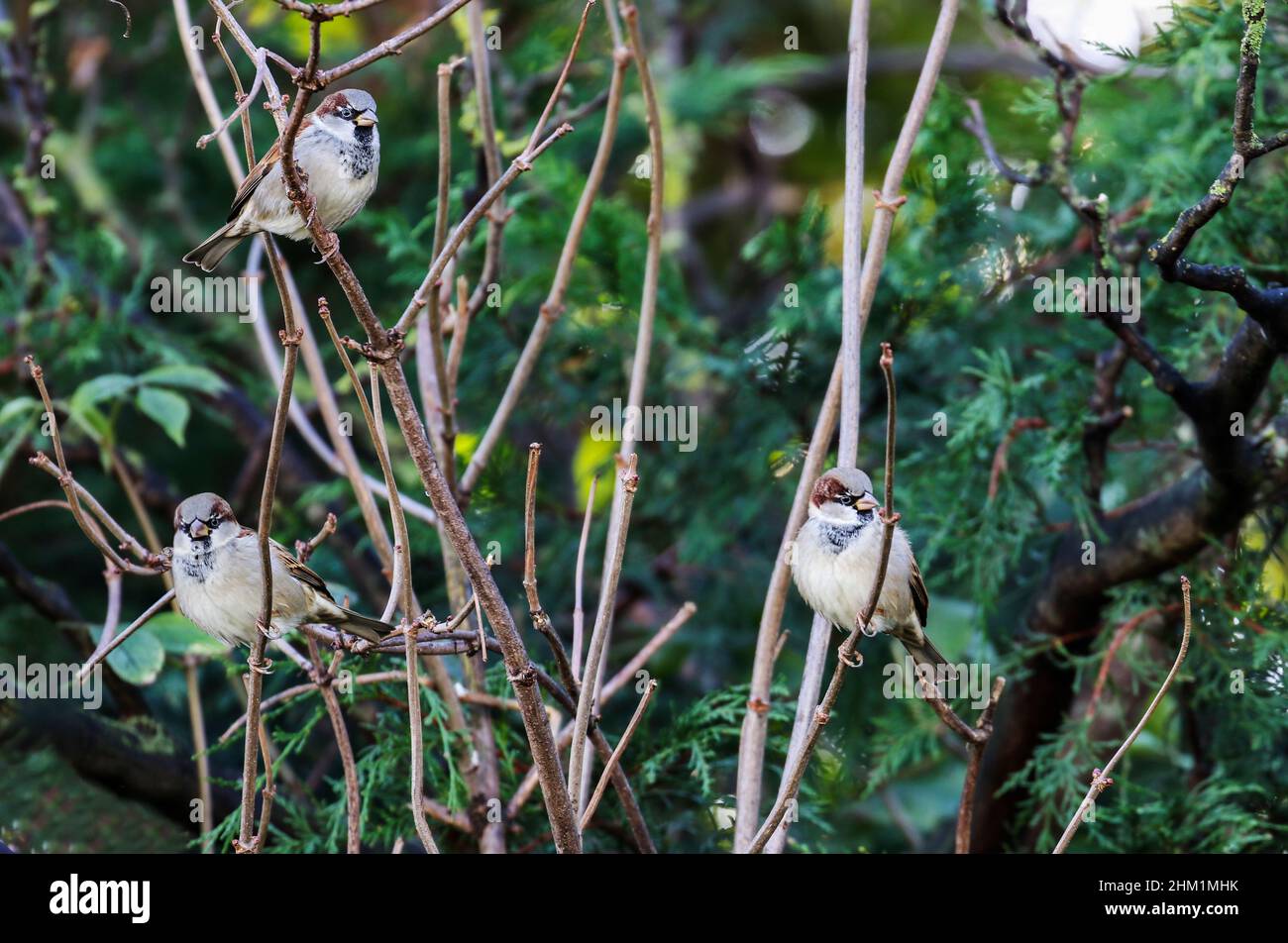 House Sparrows "Passer domesticus", three birds perched on reed ...