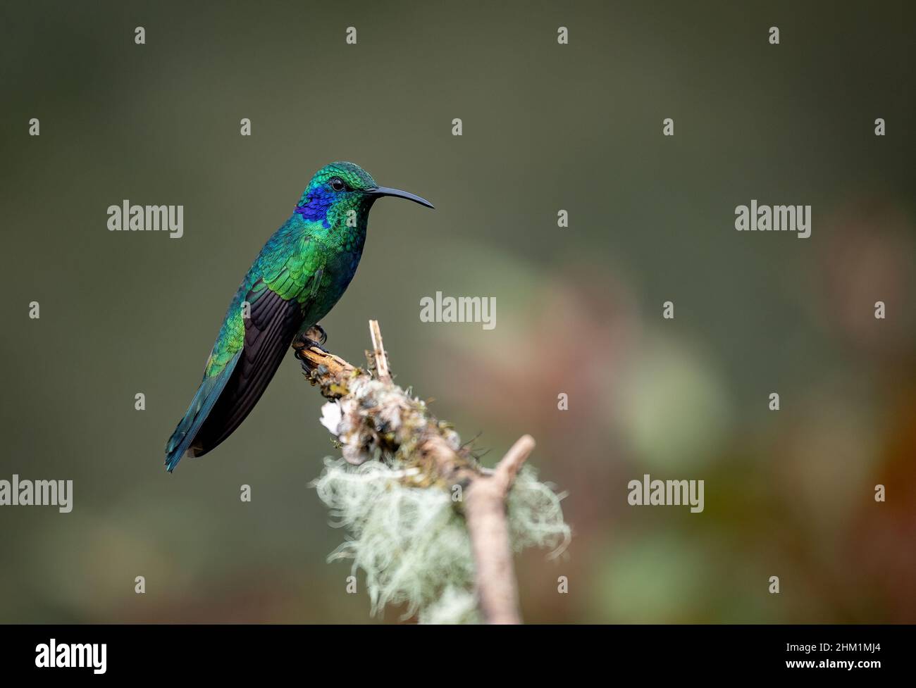 Hummingbird in Costa Rica Stock Photo - Alamy