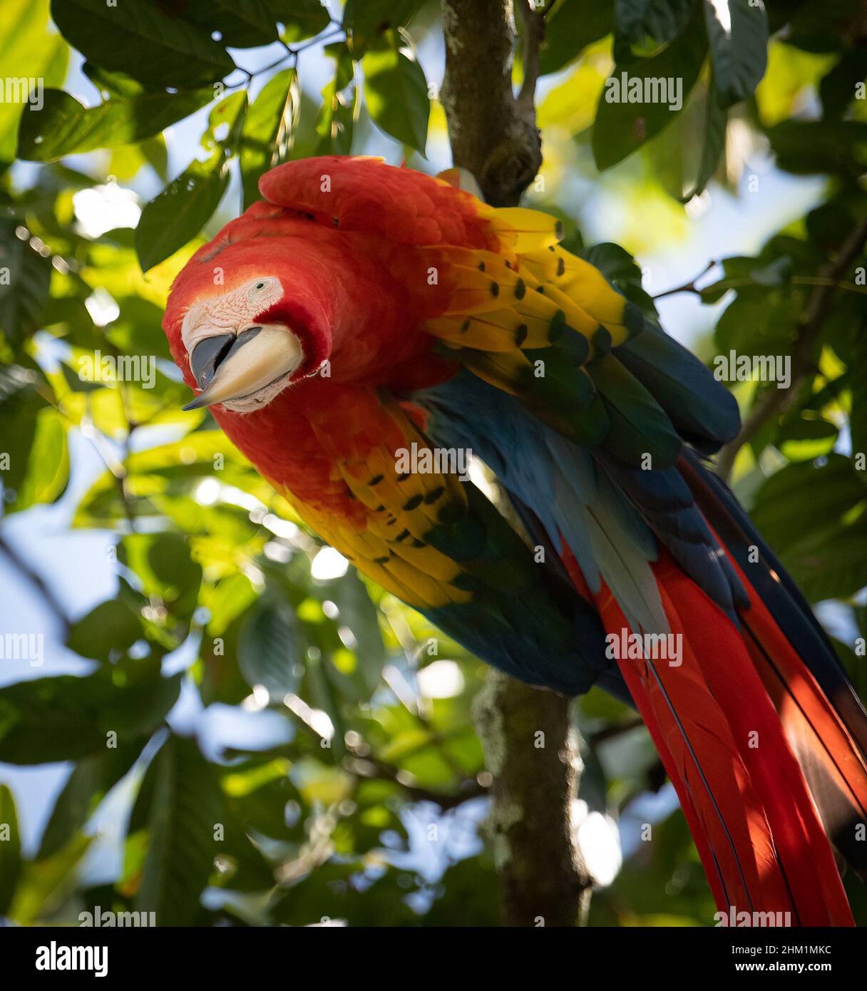 Red macaw parrot long tail hi-res stock photography and images - Alamy