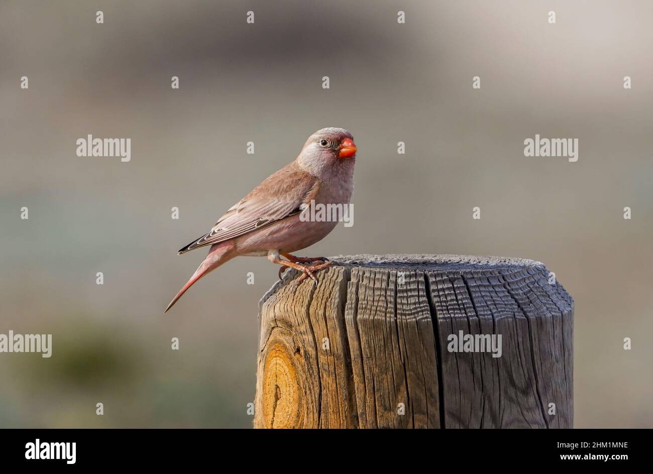 Trumpeter finch (Bucanetes githagineus) male, rare finch in the desert ...