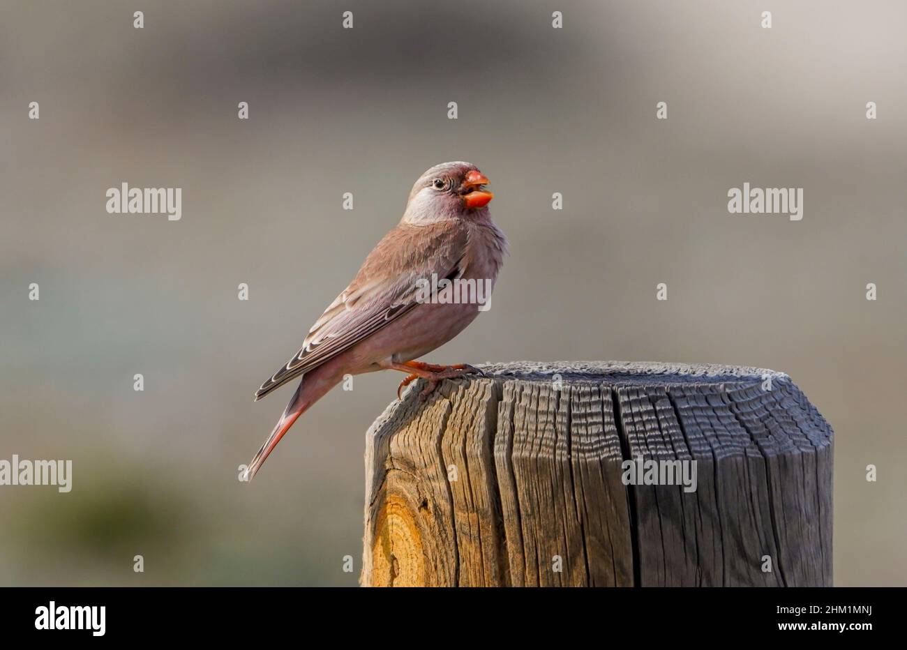 Trumpeter finch (Bucanetes githagineus) male, rare finch in the desert ...