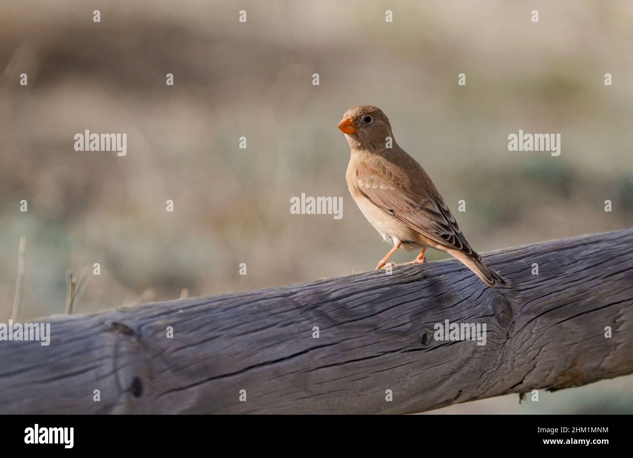 Rare bird hi-res stock photography and images - Alamy