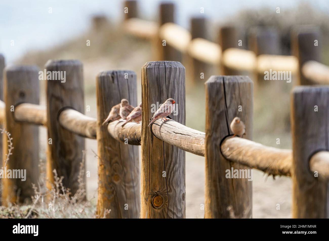 Group of trumpeter finches hi-res stock photography and images - Alamy