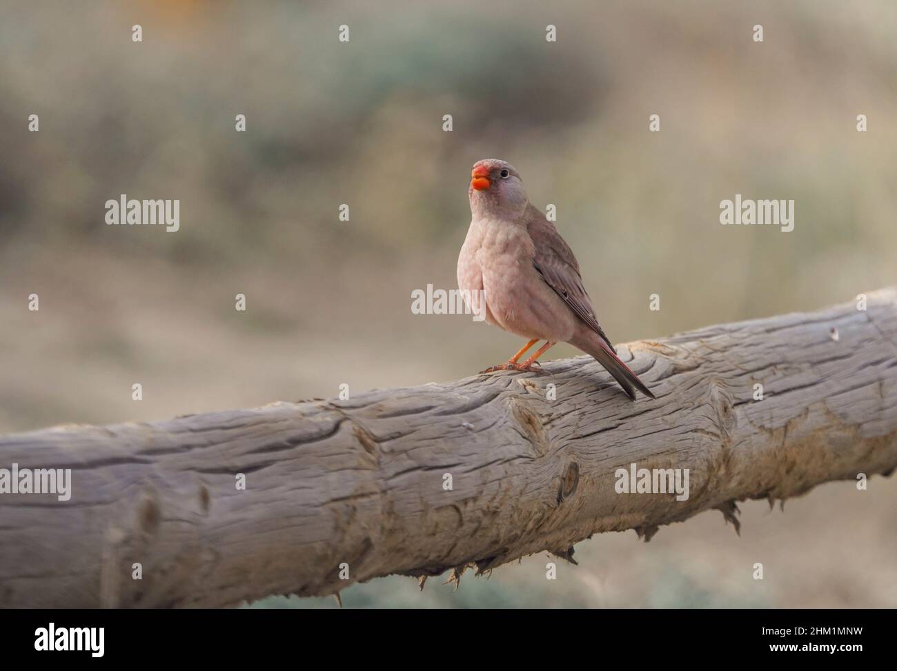Trumpeter finch (Bucanetes githagineus) male, rare finch in the desert ...