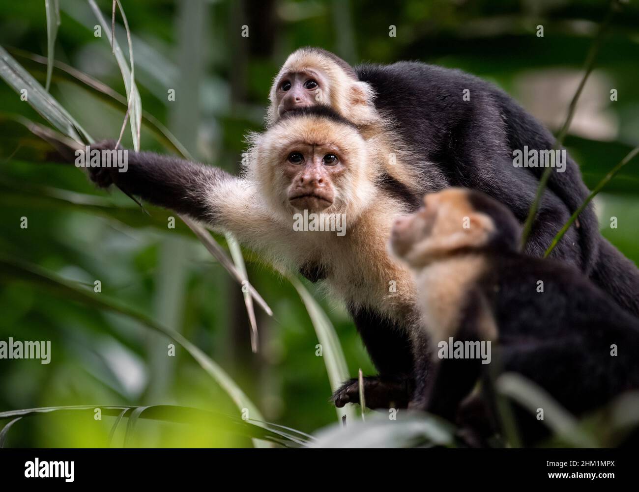 Monkey in the tropical rainforest of Costa Rica Stock Photo - Alamy