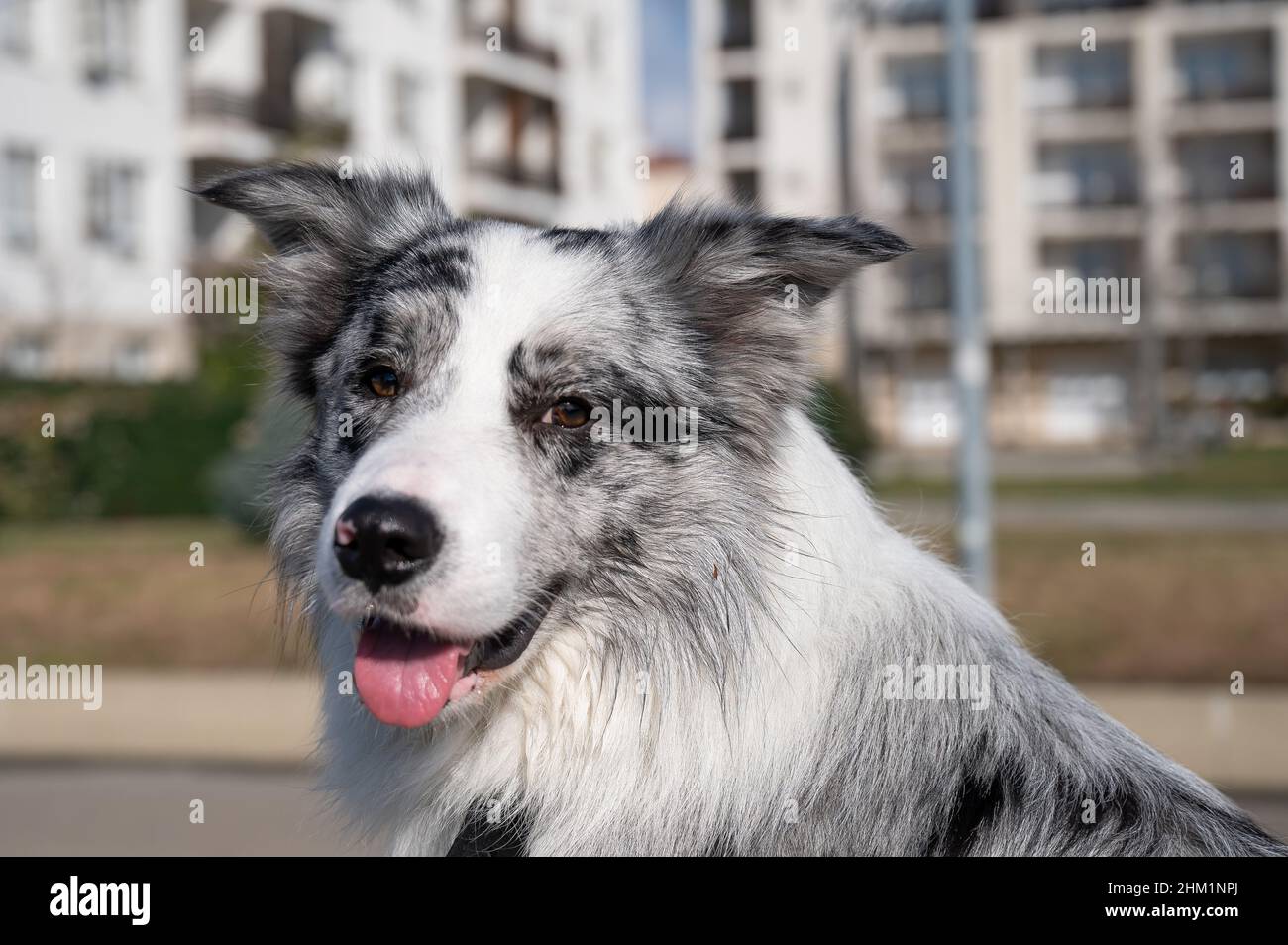 Portrait of a spotted border collie on a walk in the city Stock Photo ...