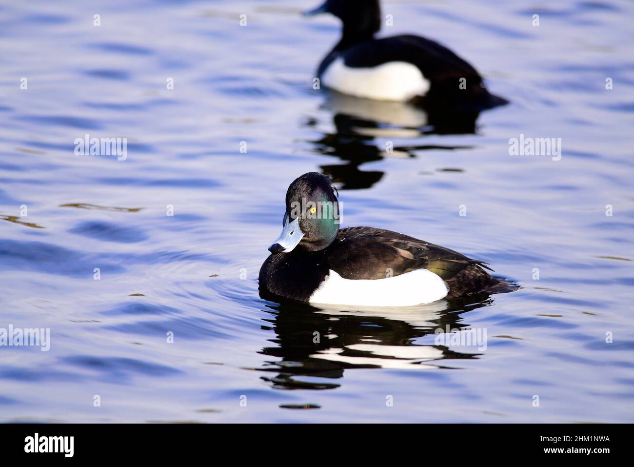 Golden eyed duck hi-res stock photography and images - Alamy