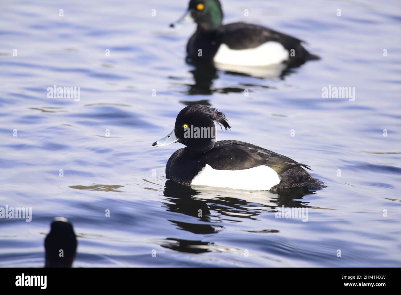 Duck swimming underwater hi-res stock photography and images - Alamy