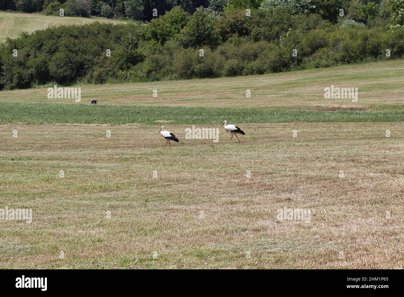 Two storks in a field Stock Photo - Alamy