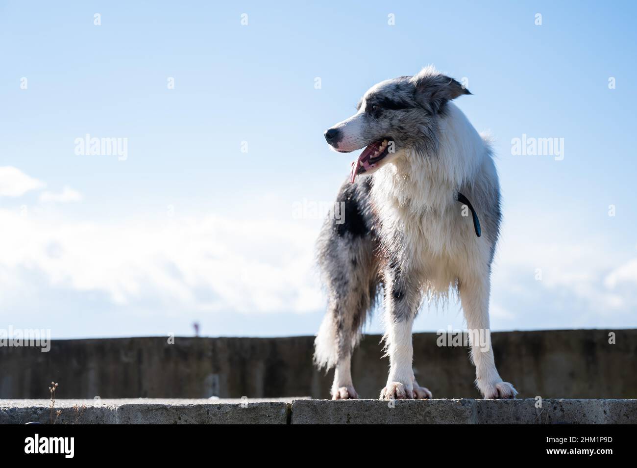 Portrait of a spotted border collie on a walk along the embankment ...