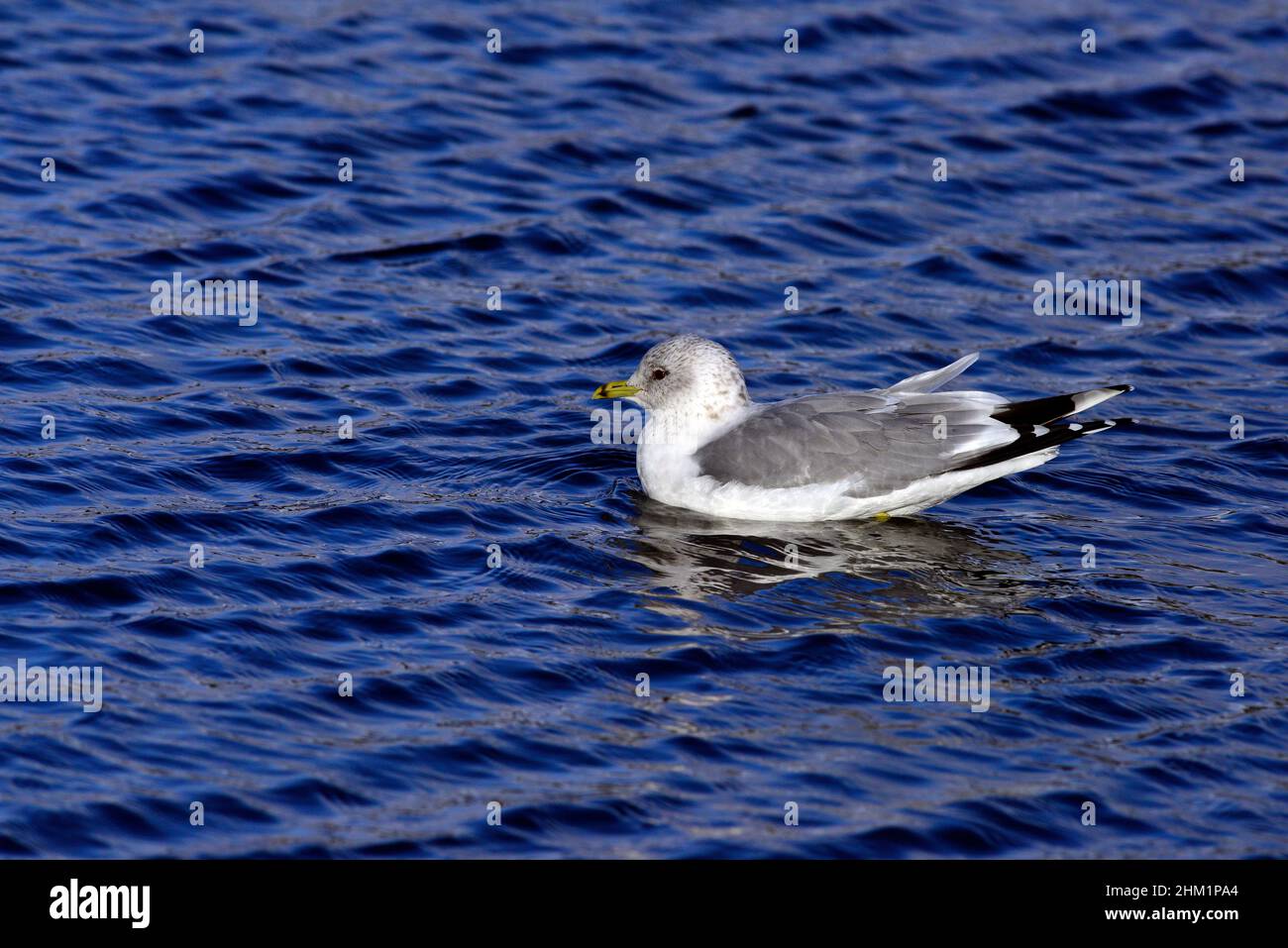 Common sea mall hi-res stock photography and images - Alamy