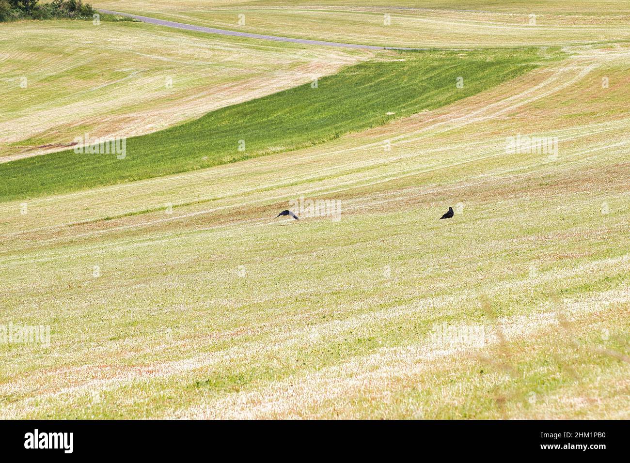 Ravens flying and landing hi-res stock photography and images - Alamy