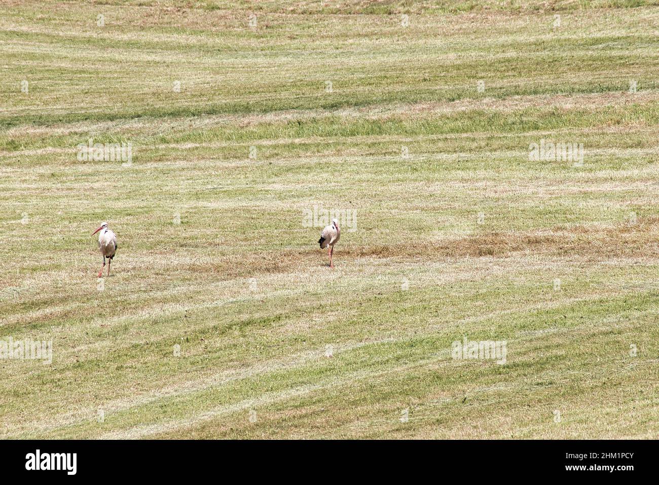 Two storks in a field Stock Photo - Alamy