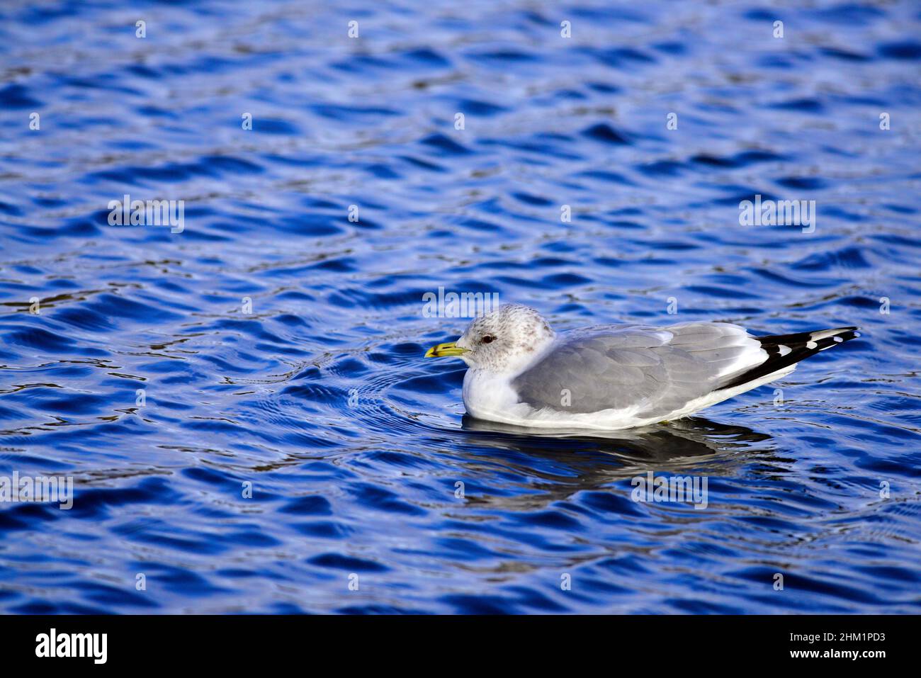 Kamchatka gull hi-res stock photography and images - Alamy
