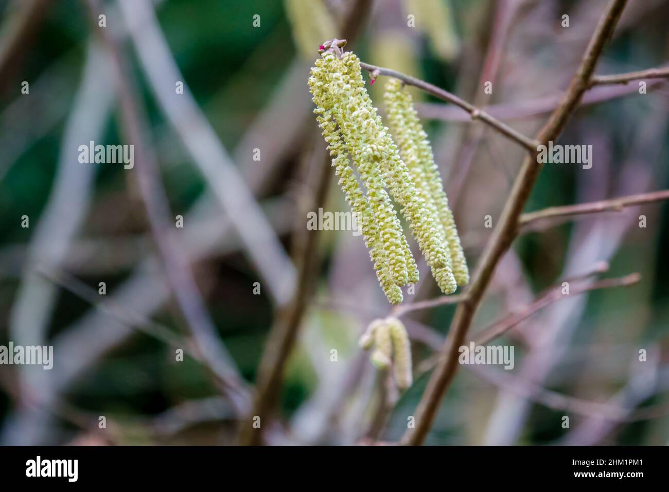 close up detailed shot of golden Hazel (Corylus avellana) catkins also ...