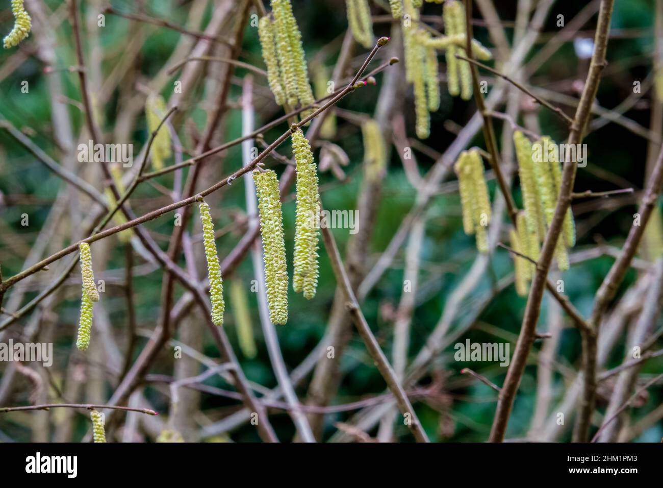 close up detailed shot of golden Hazel (Corylus avellana) catkins also ...