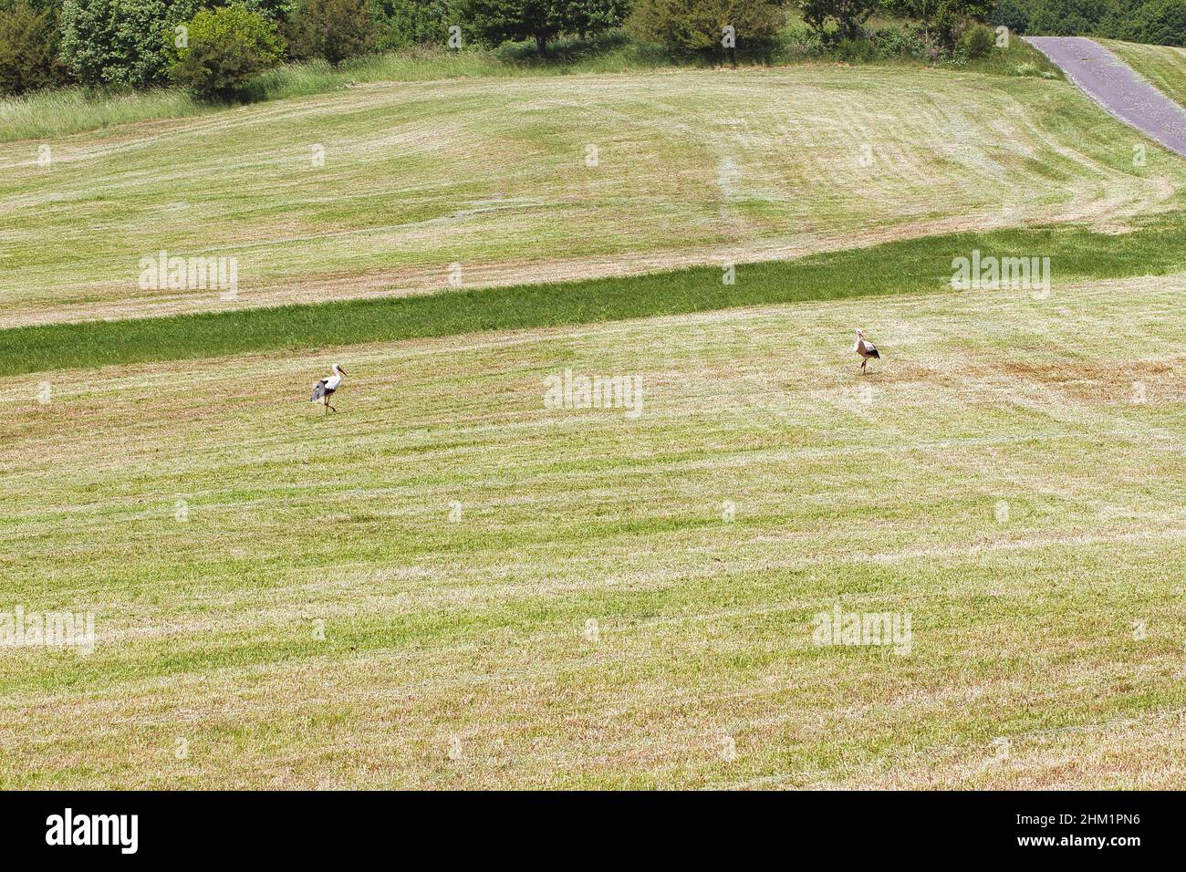 Two storks in a field Stock Photo - Alamy