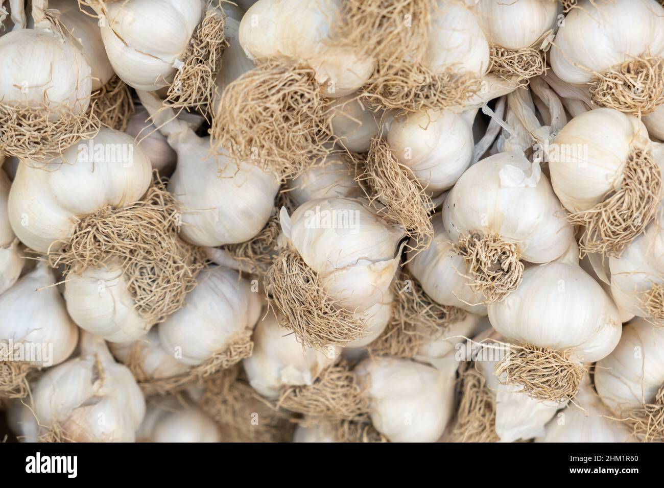 Garlic bulb. White and dry garlic pile on market Stock Photo - Alamy