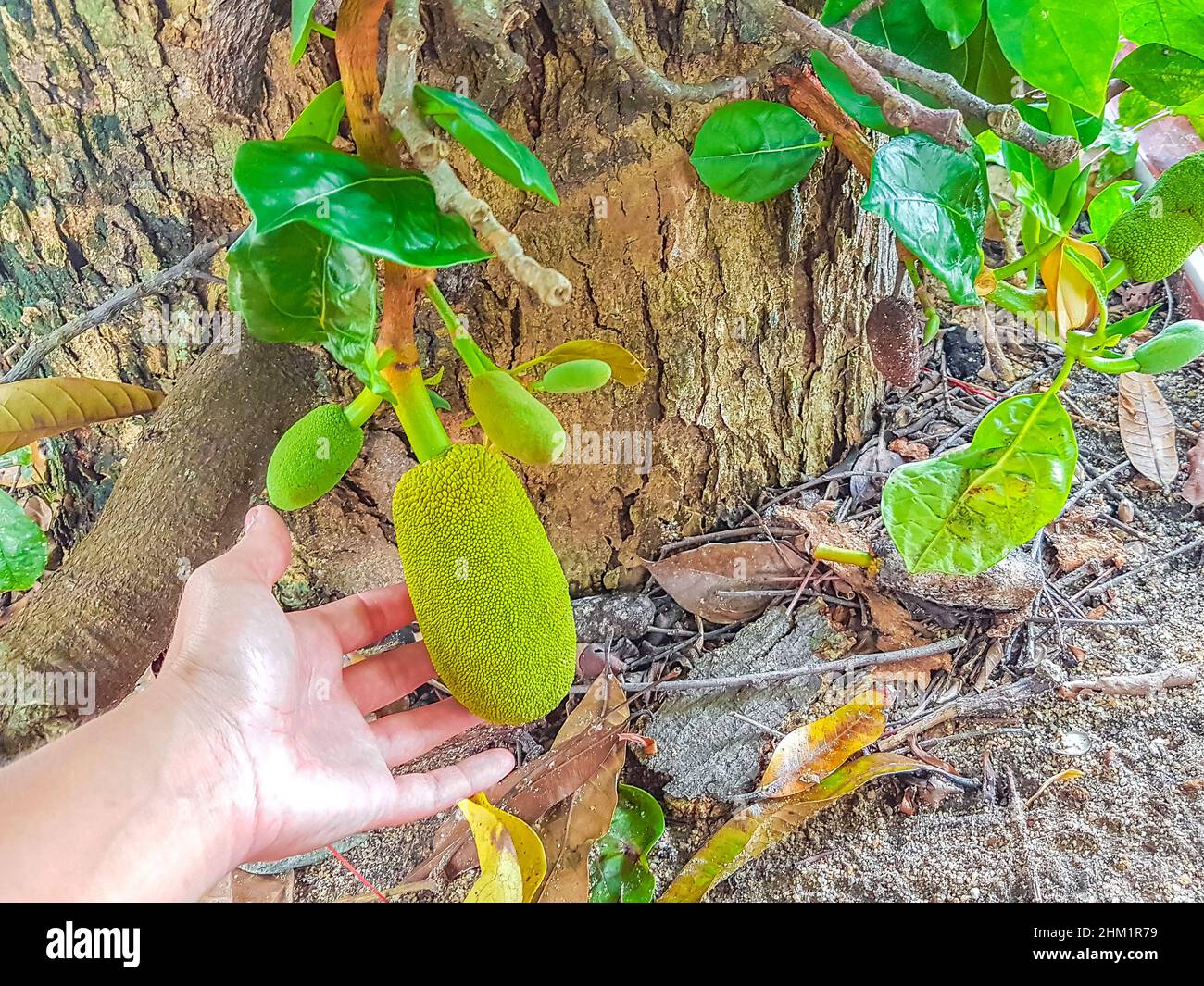 Jackfruit Artocarpus heterophyllus growing on jack tree in the nature ...