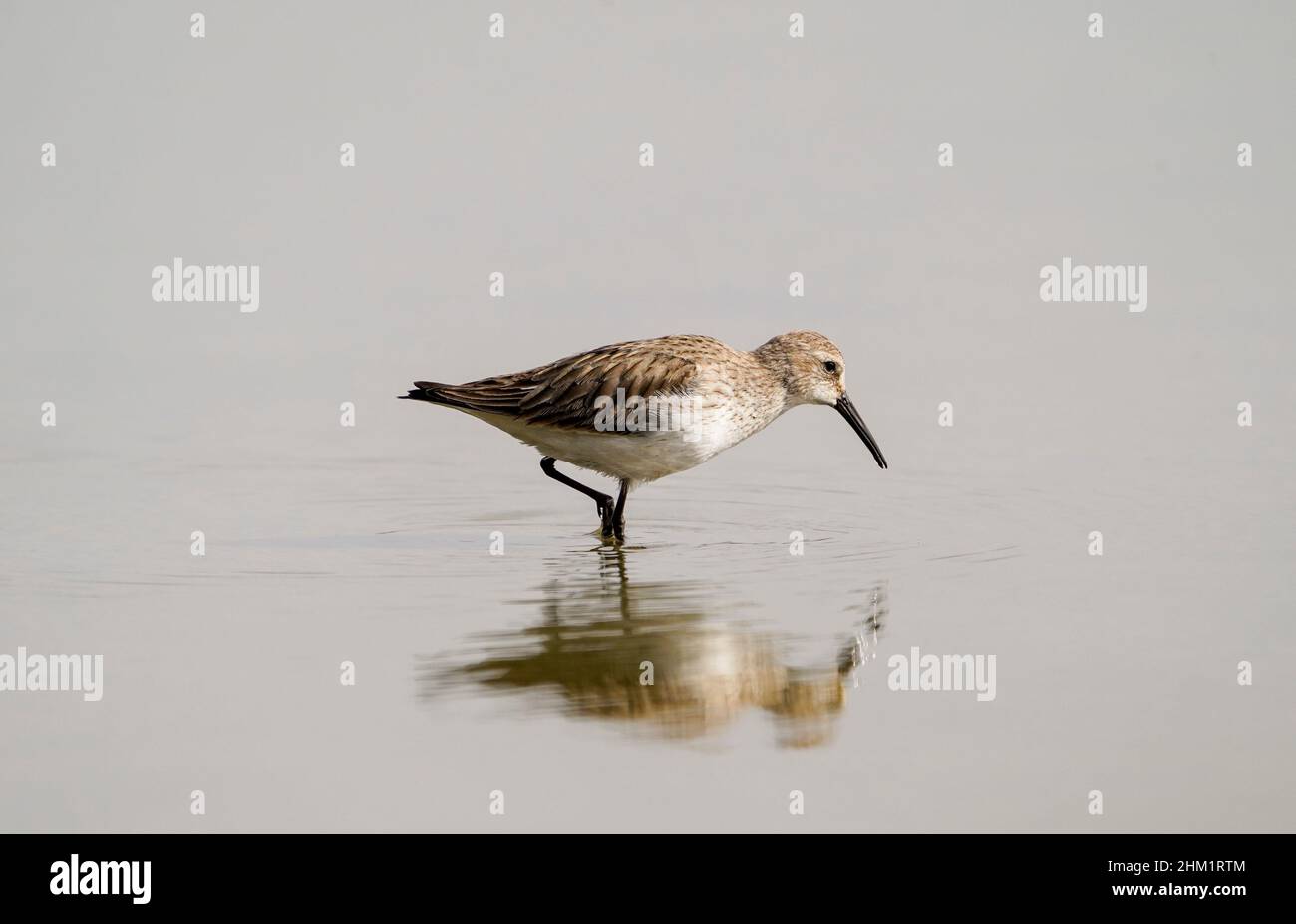 Dunlin (Calidris alpina) in winter plumage, feeding on the wetlands of ...
