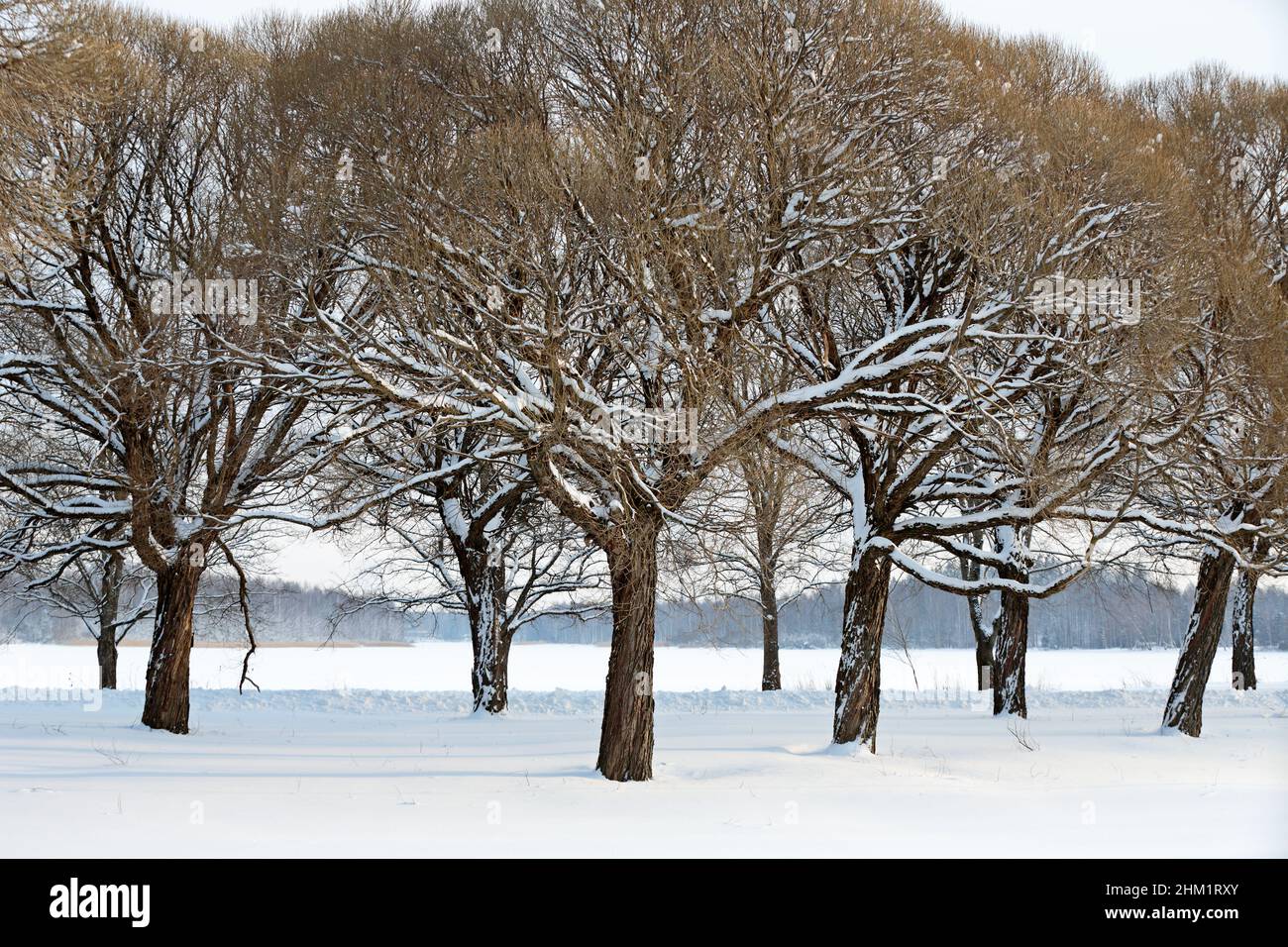 Willow trees of a park in wintertime Stock Photo - Alamy