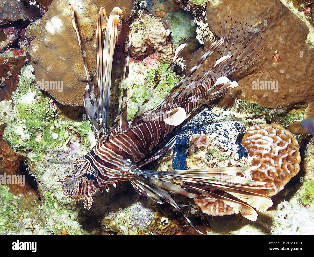 Common Lionfish (Pterois volitans) in the Red Sea Stock Photo - Alamy