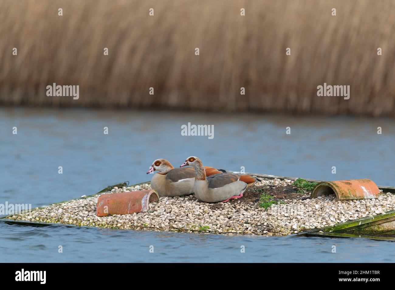 A pair of Egyptian Geese Alopochen aegyptiaca sat on a floating nest ...