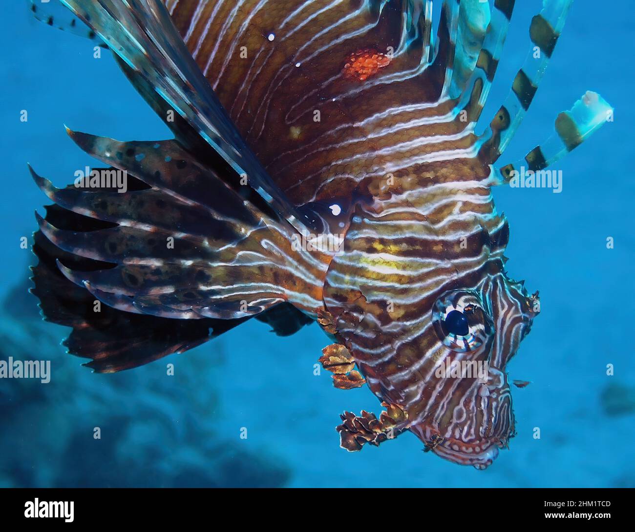 Common Lionfish (Pterois volitans) in the Red Sea Stock Photo - Alamy