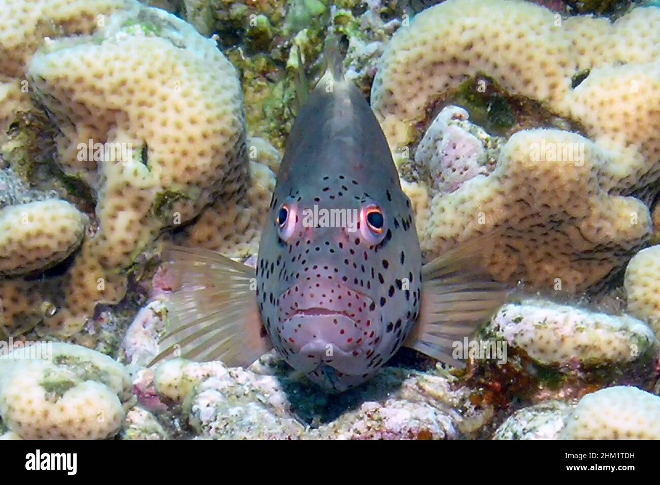 A Freckled Hawkfish (Paracirrhites forsteri) in the Red Sea, Egypt ...
