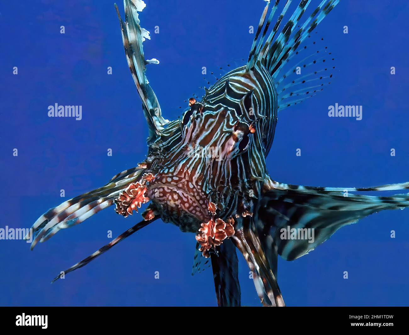 Common Lionfish (Pterois volitans) in the Red Sea Stock Photo - Alamy