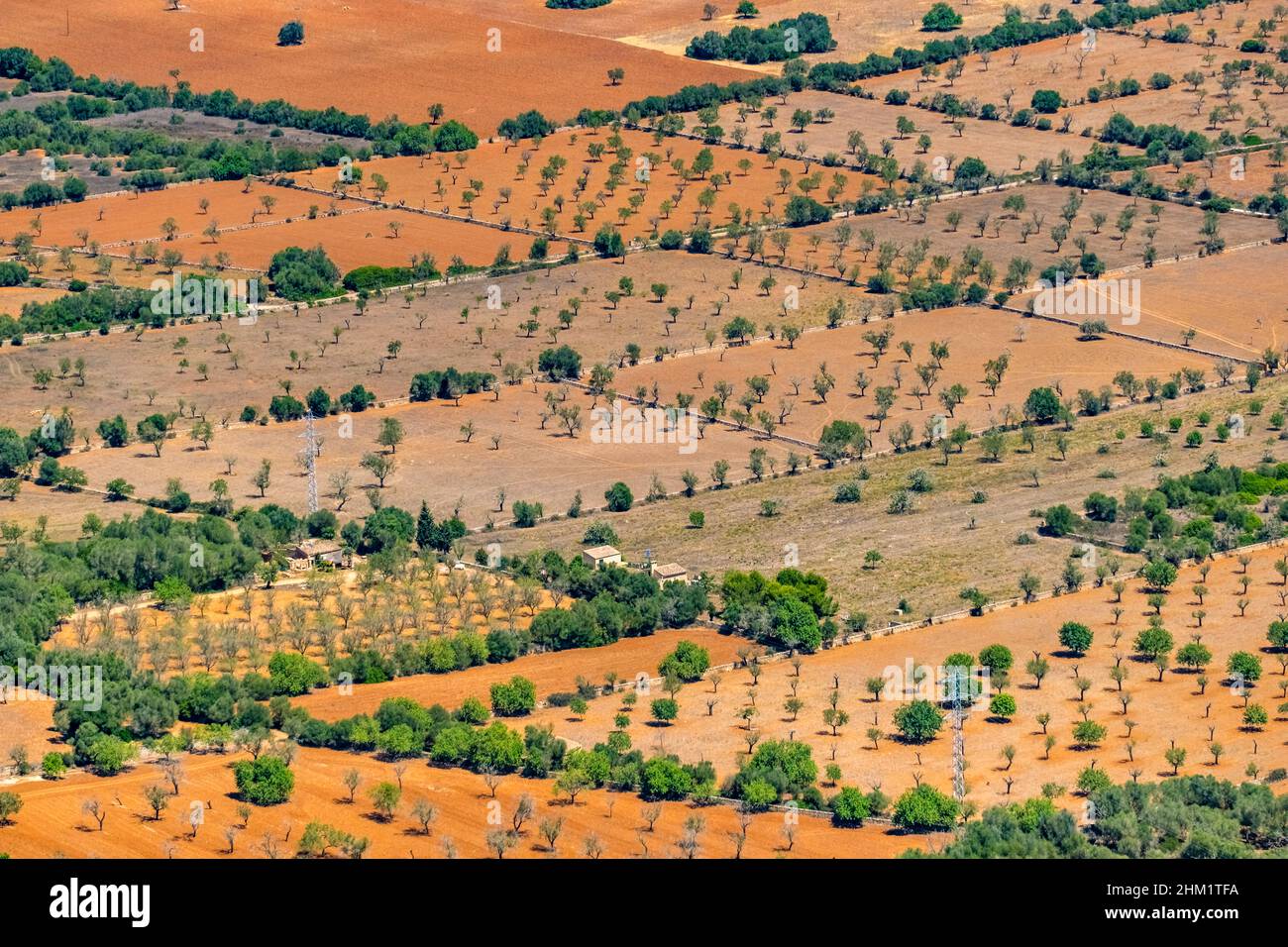 Aerial view, Agricultural fields with trees, Campos, Mallorca, Balearic ...