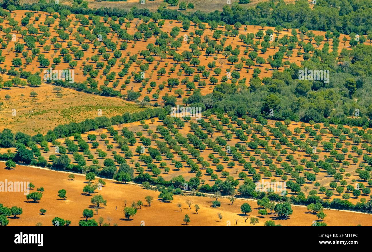 Aerial view, Agricultural fields with green trees, Campos, Mallorca ...