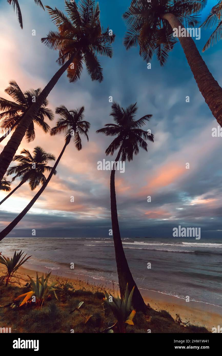 Beautiful view of a sunset on a beach with palm trees Stock Photo - Alamy