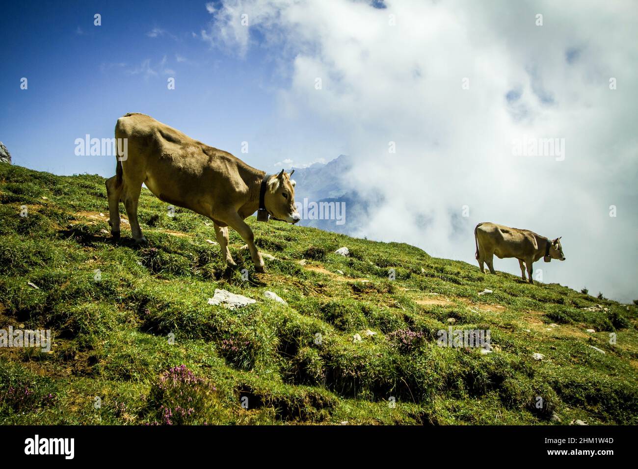 Cows on Mount Pilatus, Alpnach, Switzerland on a cloudy sky Stock Photo ...