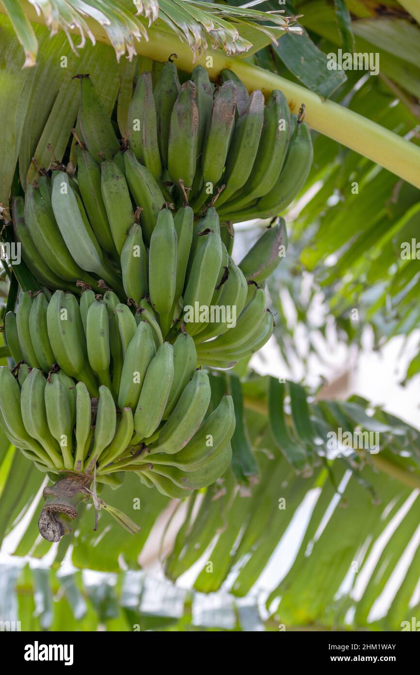 Banana trees are bearing fruit. Close-up bunch of still unripe green ...