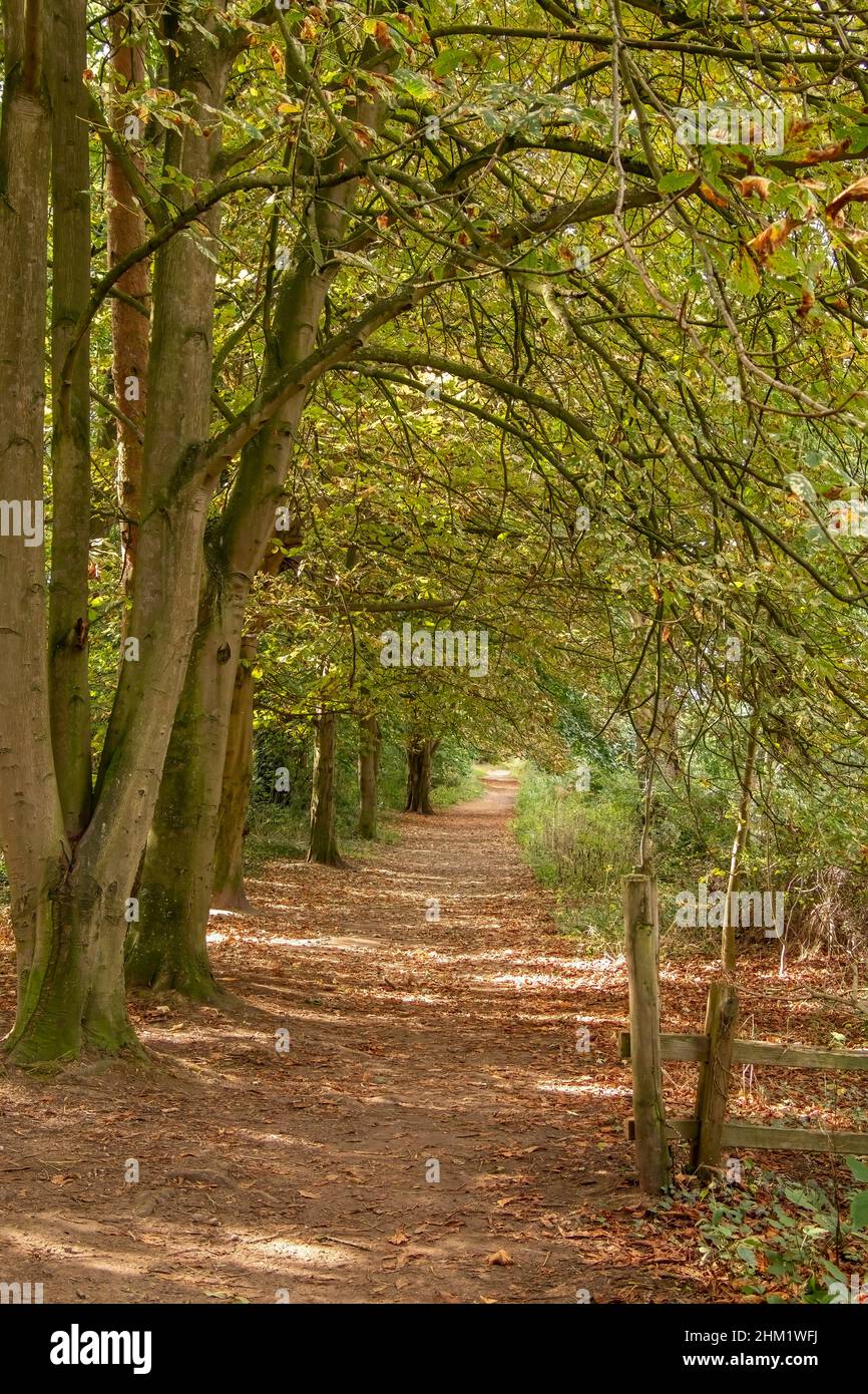 leaf covered path in autumn between a row of trees with sun rays and ...