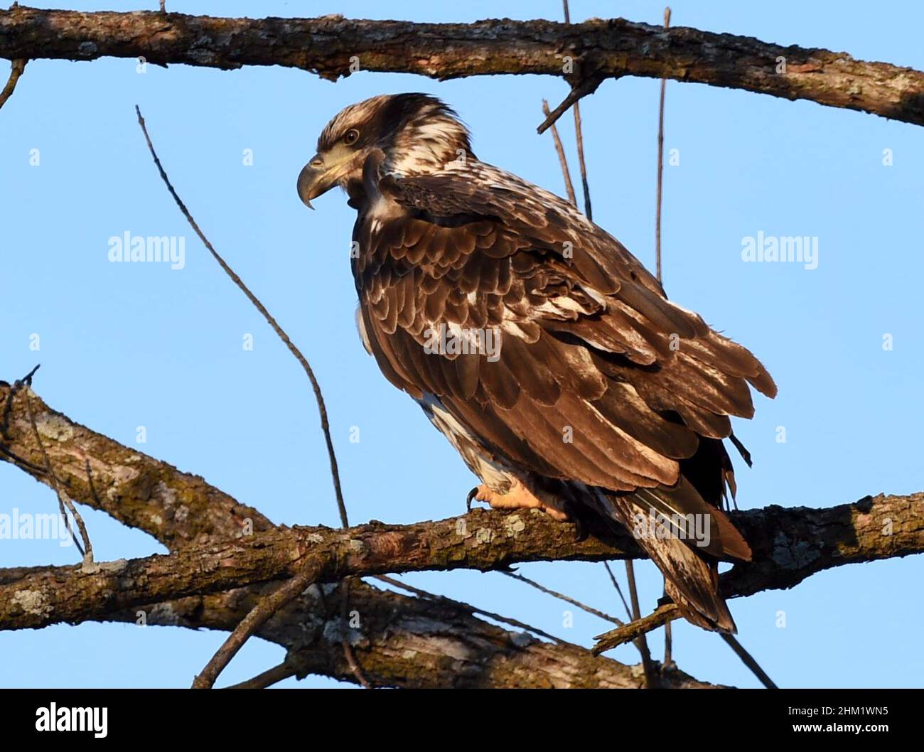 January 25, 2022: As the sun begins to set, a juvenile bald eagle ...