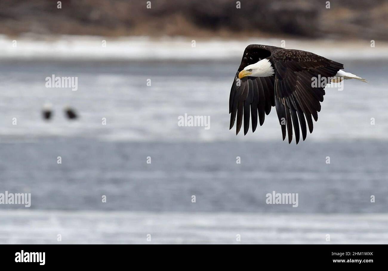 January 25, 2022: An adult bald eagle soars over an icy section of the ...