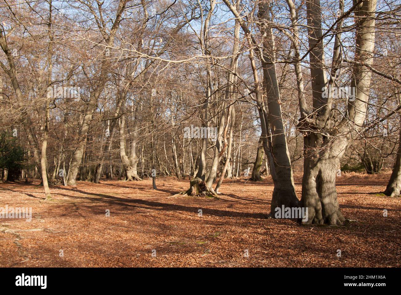 Epping Forest Essex, England UK Europe Stock Photo - Alamy